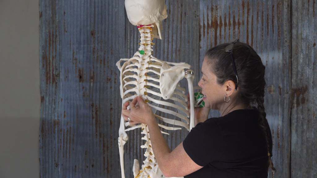 Bony Landmarks: Using Bones As a Guide to Observe Movement - GYROTONIC®
